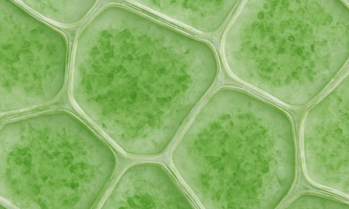 Centella Asiatica Extract – Honeydew Labs